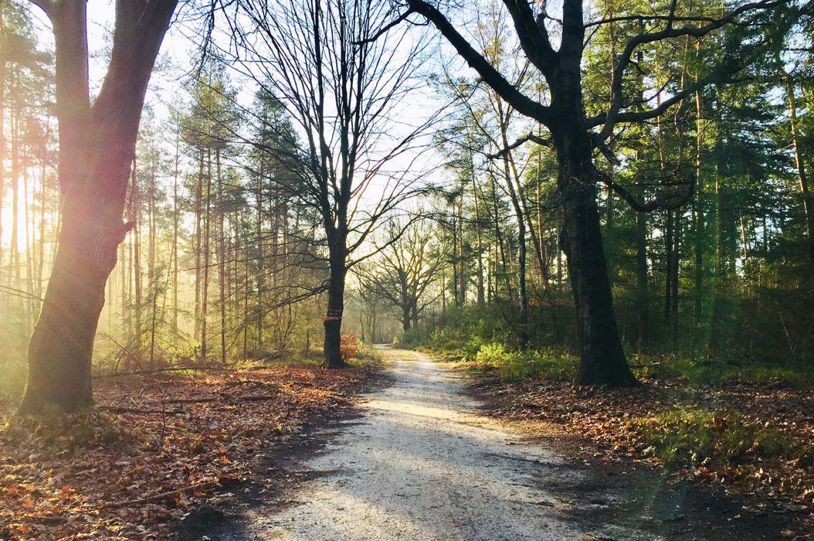 Fietsen in het bos: de belangrijkste do’s en don’ts - In de Kopgroep